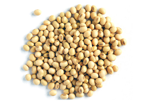 Food Grade Soya Beans – divonresources.com.my